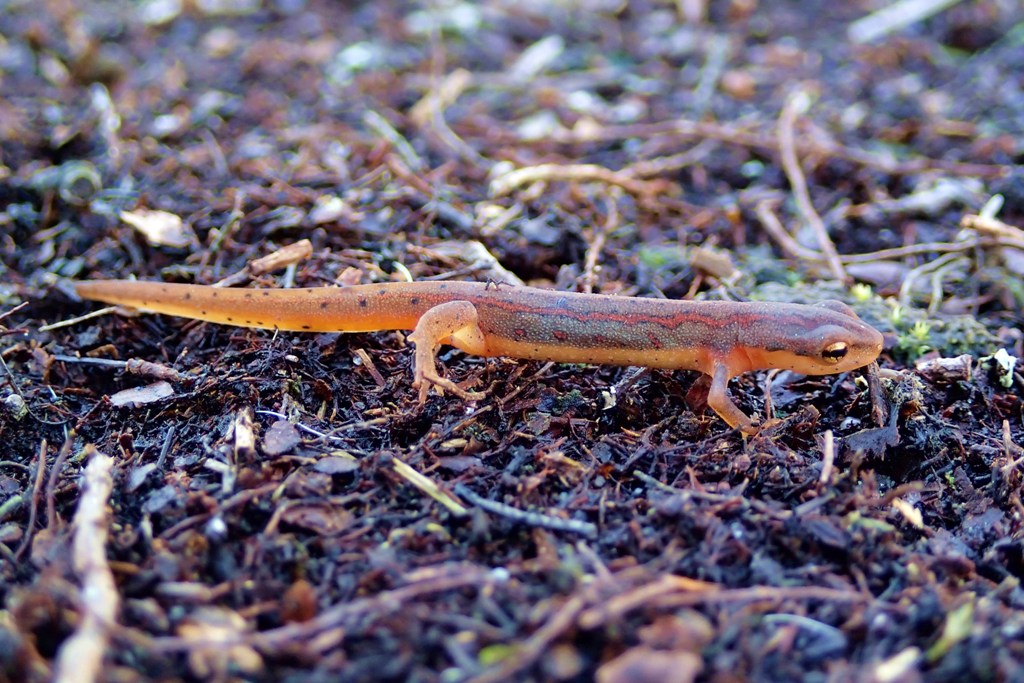 Striped Newts – Coastal Plains Institute