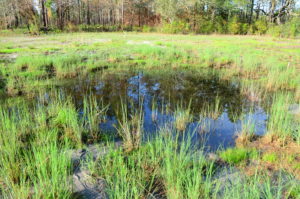 Ephemeral Wetlands – Coastal Plains Institute
