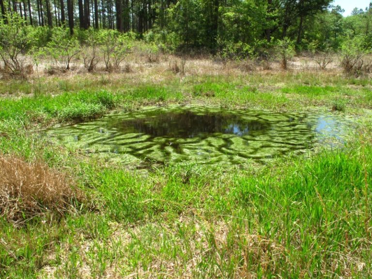 Ephemeral Wetlands – Coastal Plains Institute
