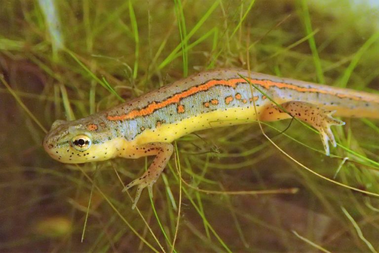 Striped Newts – Coastal Plains Institute