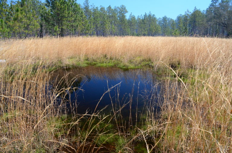 Ephemeral Wetlands – Coastal Plains Institute