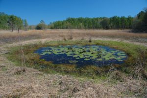 Ephemeral Wetlands – Coastal Plains Institute