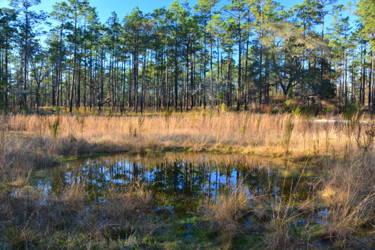 Ephemeral Wetlands – Coastal Plains Institute
