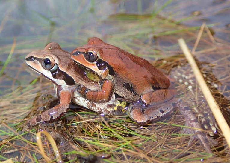 Ephemeral Wetlands – Coastal Plains Institute