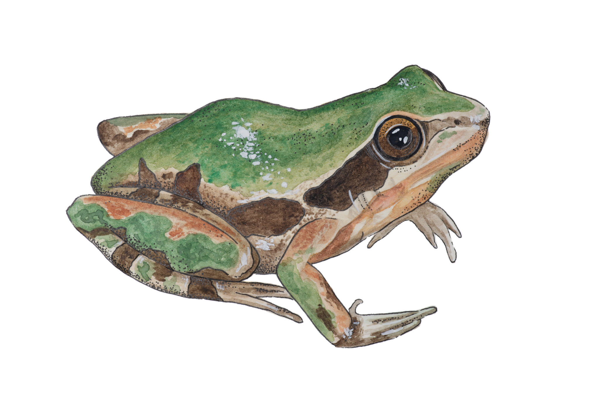 Illustrated Field Guide – Coastal Plains Institute